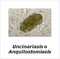 Uncinariasis :: Blog de parasitologia